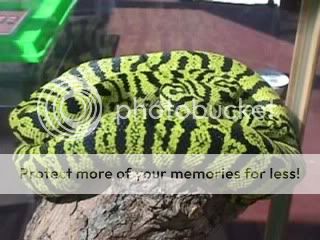 gtp x bredli x coastal ??? | Aussie Pythons & Snakes Forum