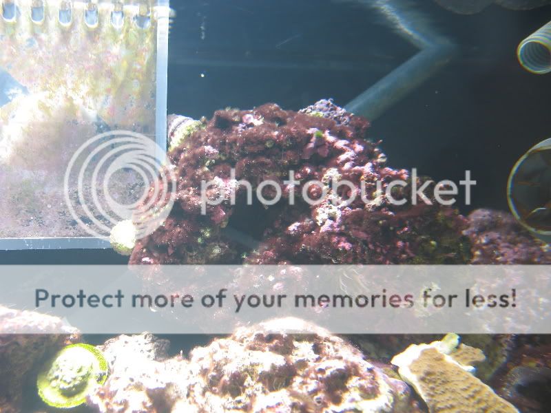 Red Algae On Rocks Red Seaweeds