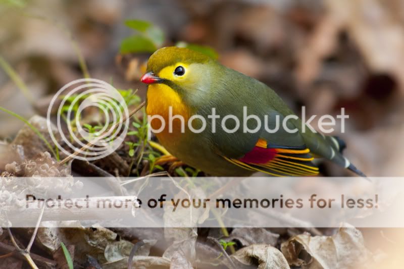 Bird Japan | BirdForum