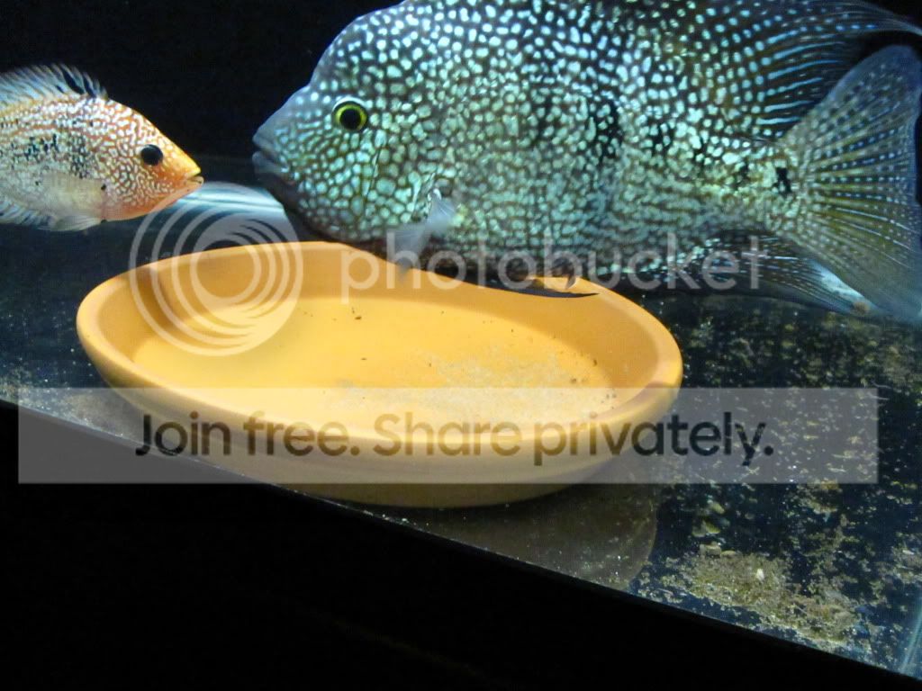 Quality super red texas fry - PU/Ship - PA | MonsterFishKeepers.com