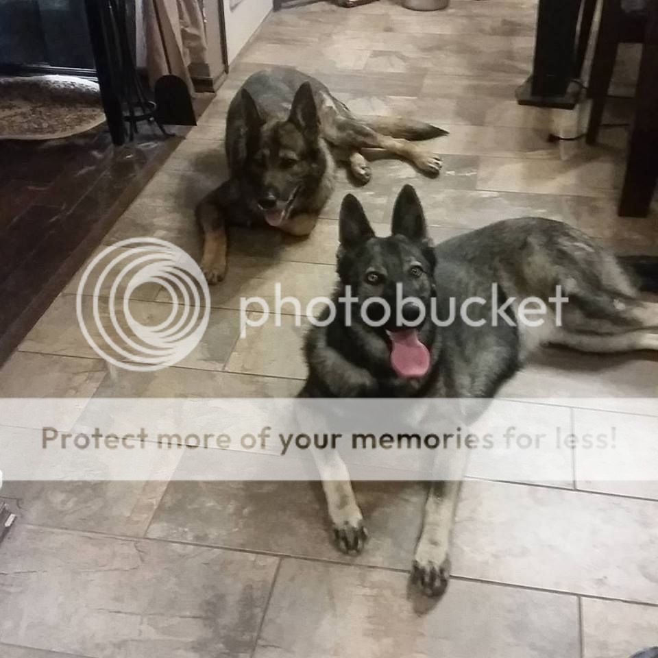 My Shed Monsters | German Shepherds Forum
