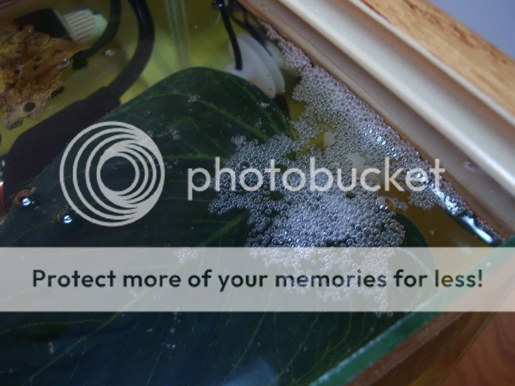 elliebellie's 10g Rimless Betta Haven (Photo Heavy!) | Page 3 | The ...